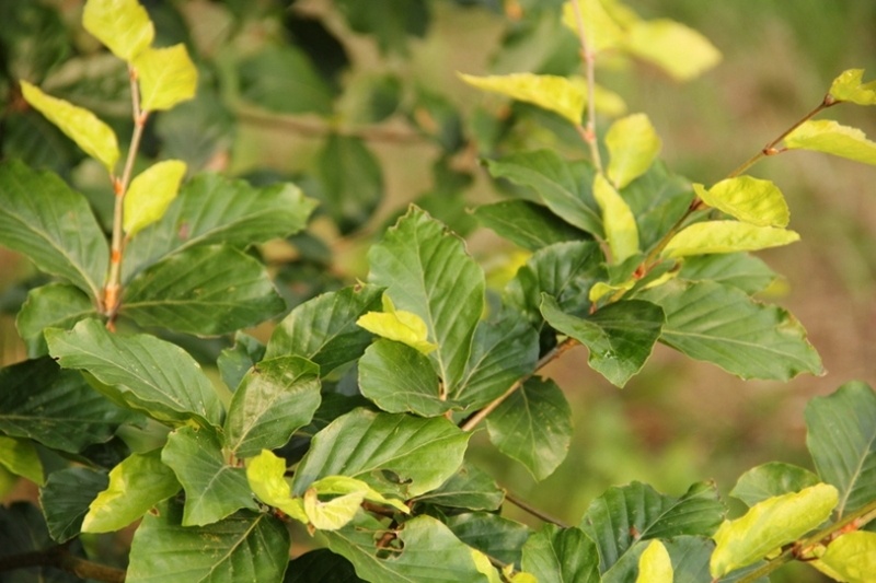 Gewone Beuk, Groene Beuk, Fagus sylvatica kopen