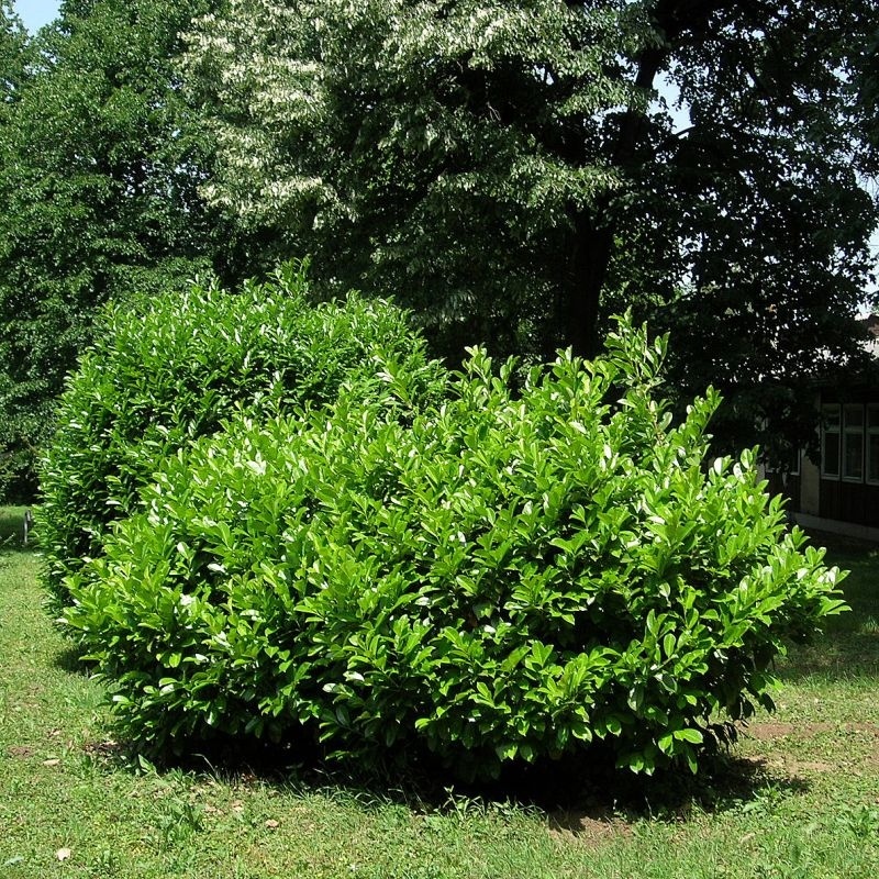 Laurierkers 'Mano', Prunus laurocerasus 'Mano' kopen