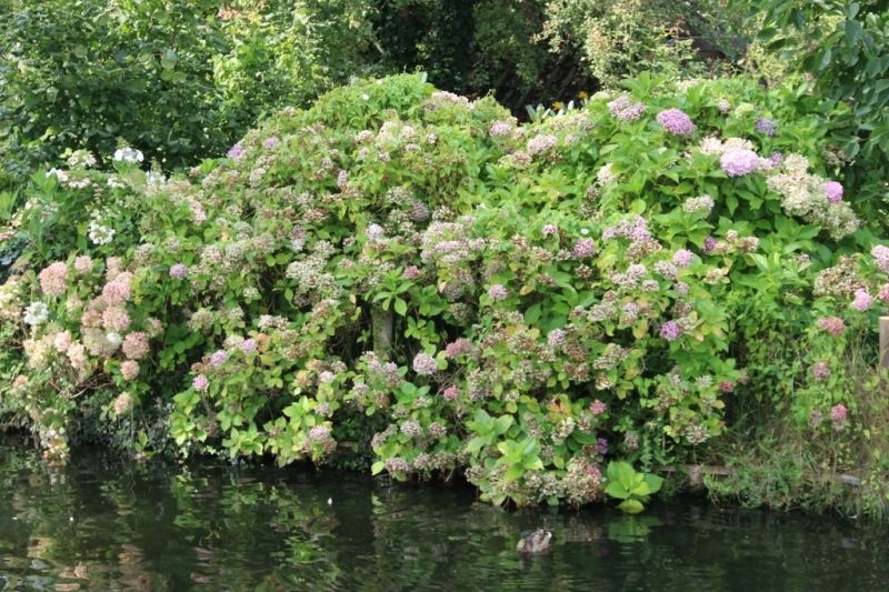 Hortensia 'Bouquet Rose' , Hydrangea macrophylla 'Bouquet Rose' kopen