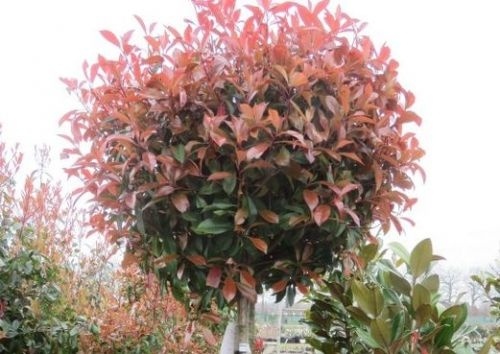 Glansmispel , Photinia fraseri 'Red Robin' kopen