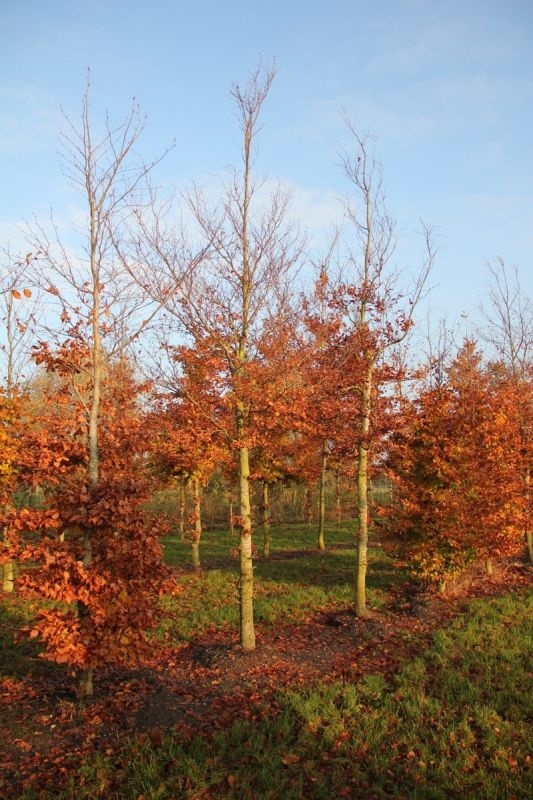 Rode beuk als klimboom, Fagus sylvatica 'Atropunicea' kopen