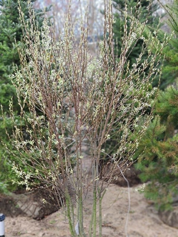 Krentenboompje 'Glennform', Amelanchier canadensis 'Glennform' kopen