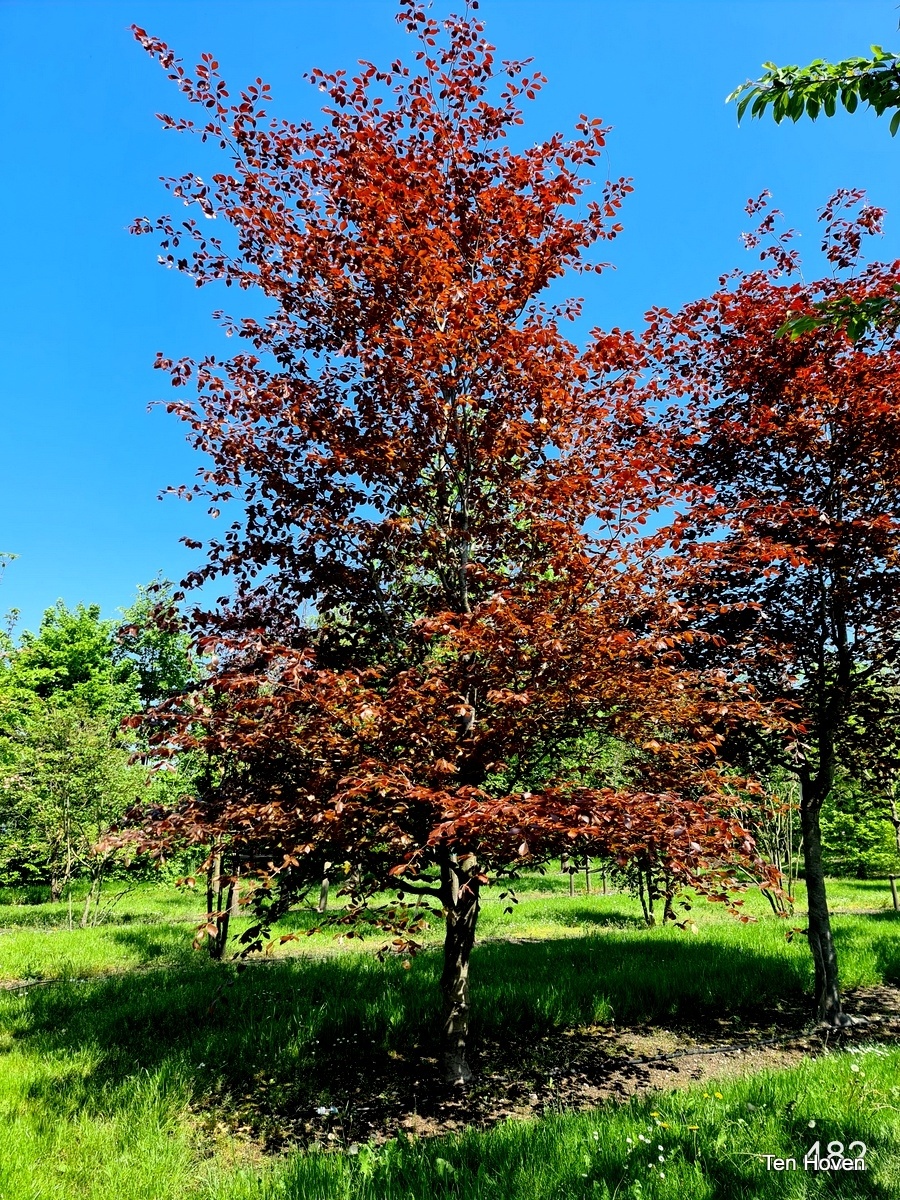 Mooi vertakte rode beuk kopen? | Exclusief van Ten Hoven Bomen