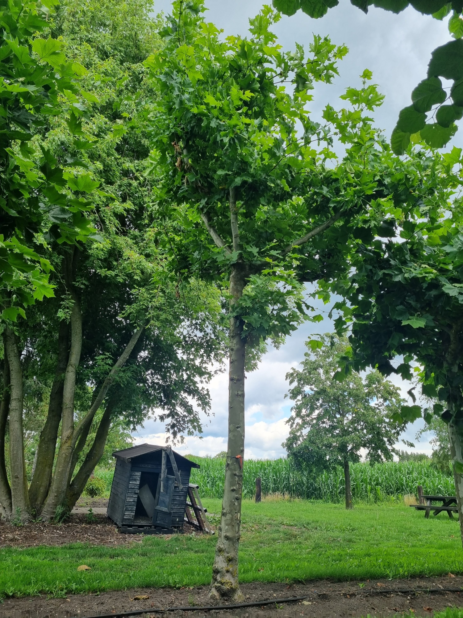 Plataan, Platanus x hispanica kopen