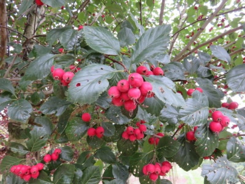 Pruimbladige Meidoorn, Crataegus persimilis 'Splendens' kopen