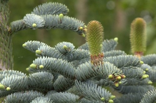 Blauwe Edelspar , Abies procera 'Glauca' kopen