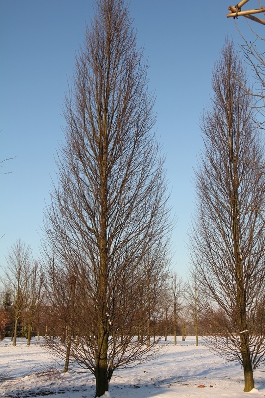 Haagbeuk 'Fastigiata', Carpinus betulus 'Fastigiata' kopen