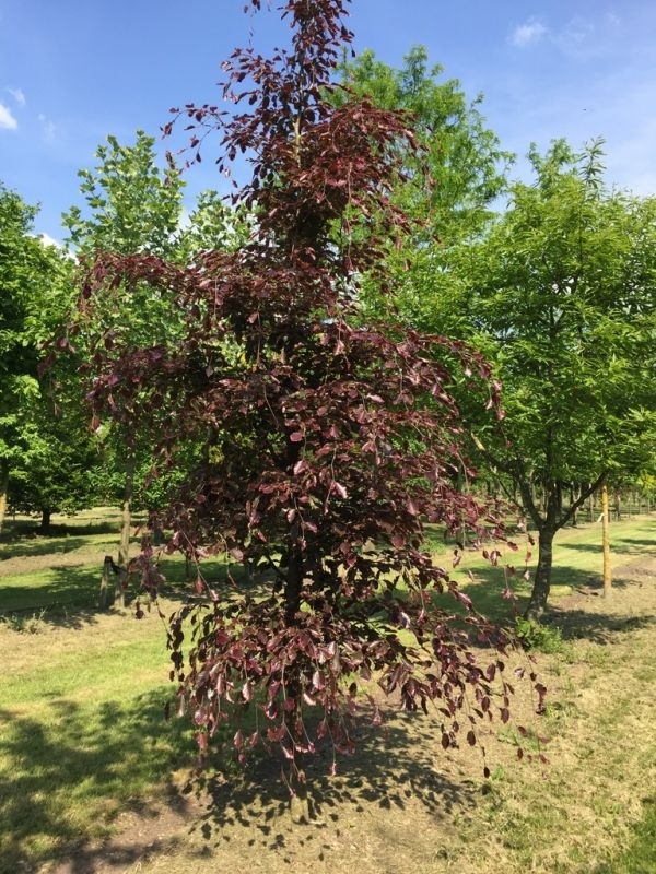 Bonte rode beuk, Fagus sylvatica 'Purpurea Tricolor' kopen