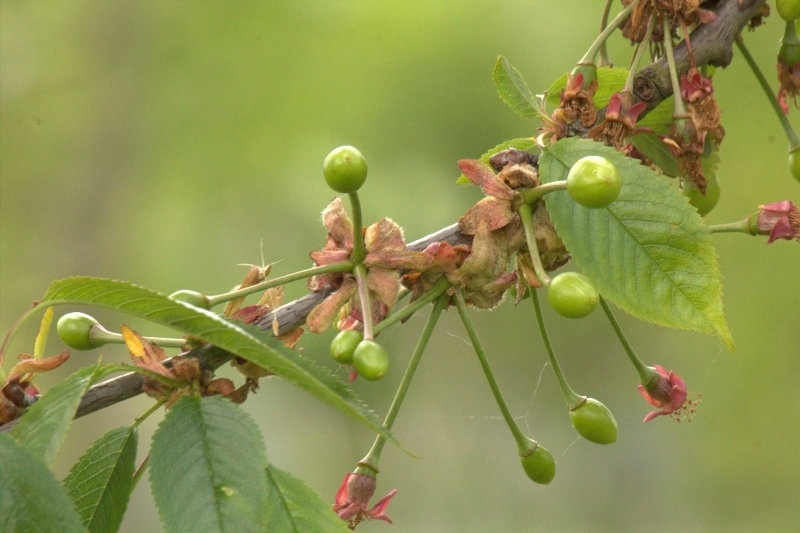 Wilde kers, spil, Prunus avium kopen
