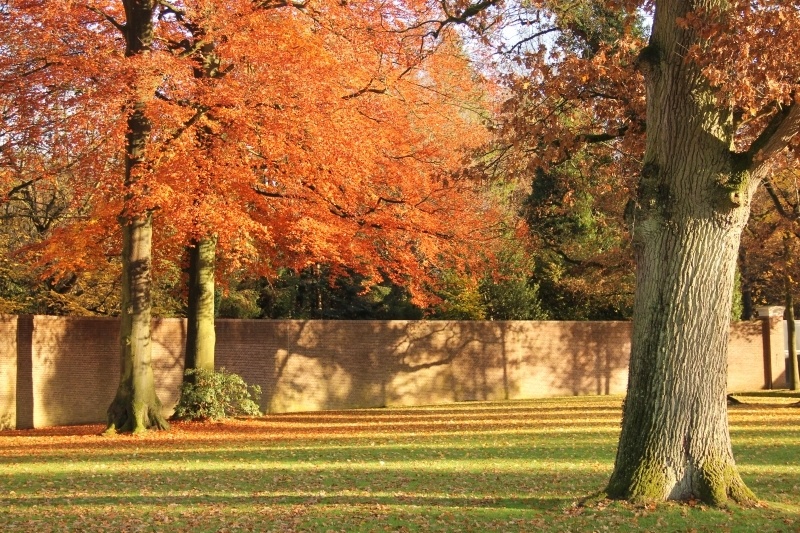 Gewone Beuk, Groene Beuk, Fagus sylvatica kopen