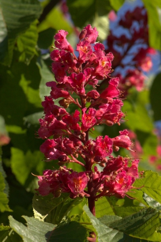 Rode Paardenkastanje, Aesculus x carnea 'Briotii' kopen