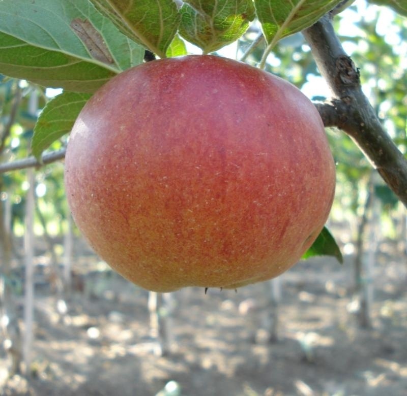 Appel 'Fiesta', Malus domestica 'Fiesta' kopen