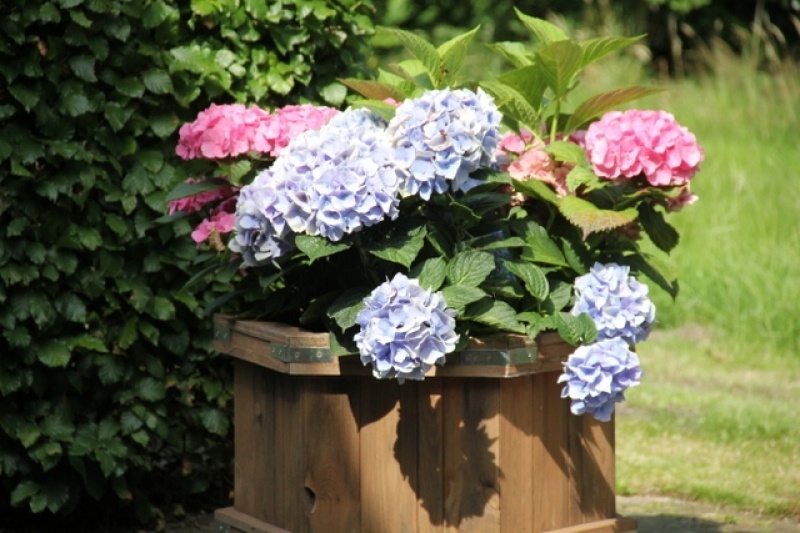 Hortensia Forever & Ever Blue, Hydrangea Forever & Ever Blue kopen