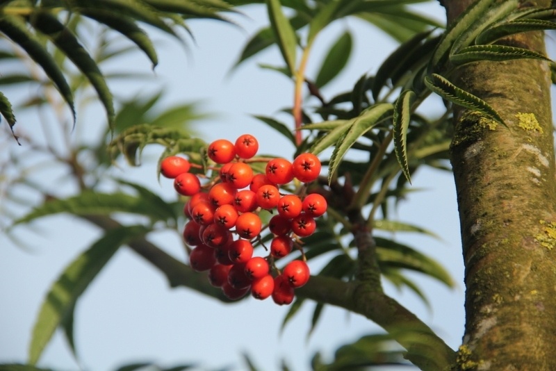 Lijsterbes 'Dodong', Sorbus 'Dodong' kopen