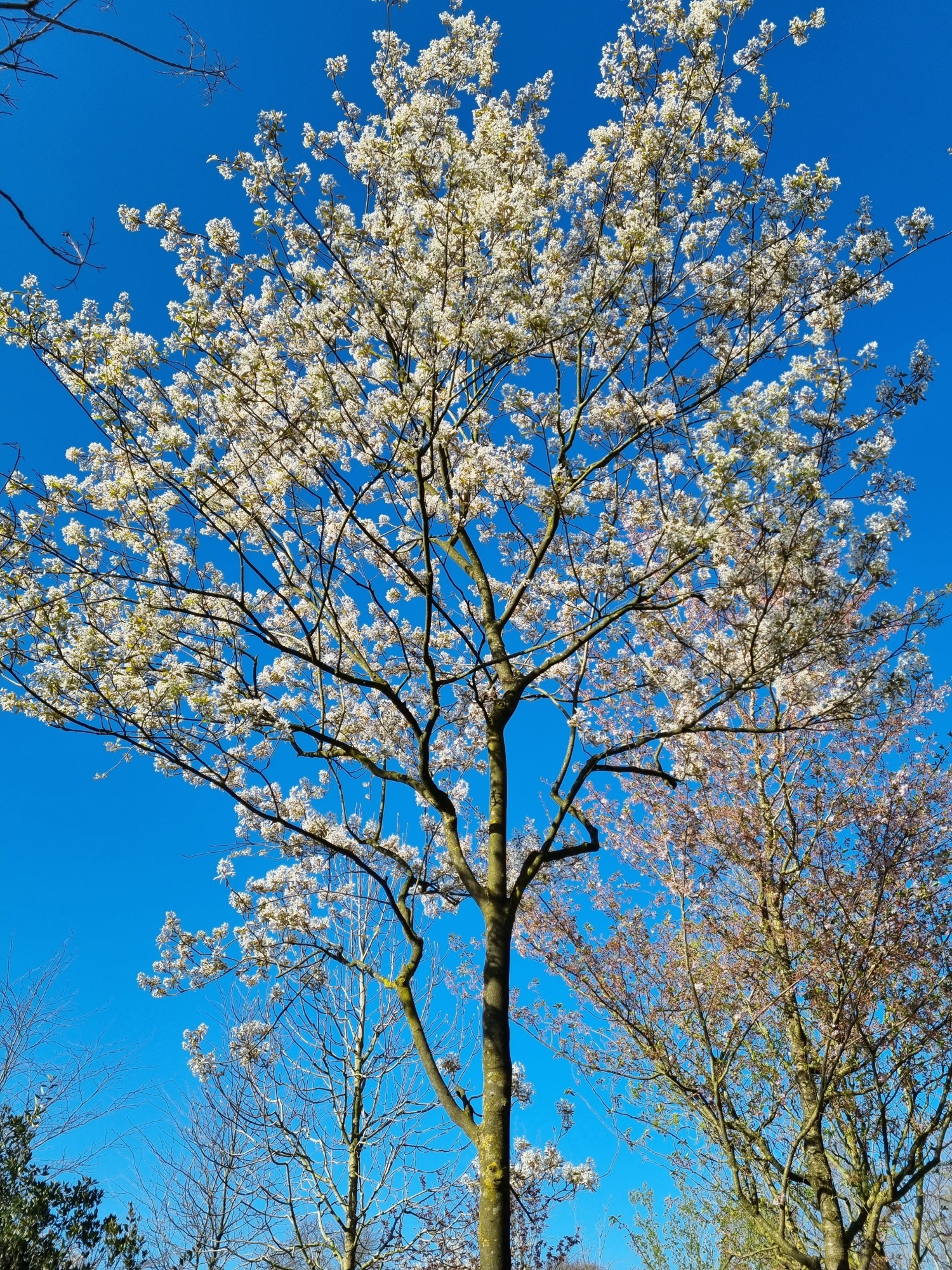 Een oude Amelanchier lamarckii als hoogstam kopen?