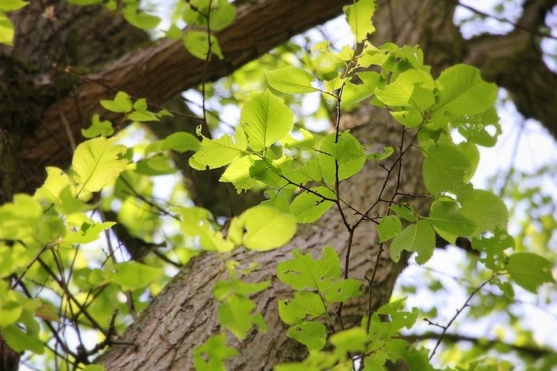 Iep 'Lobel', Ulmus 'Lobel' kopen