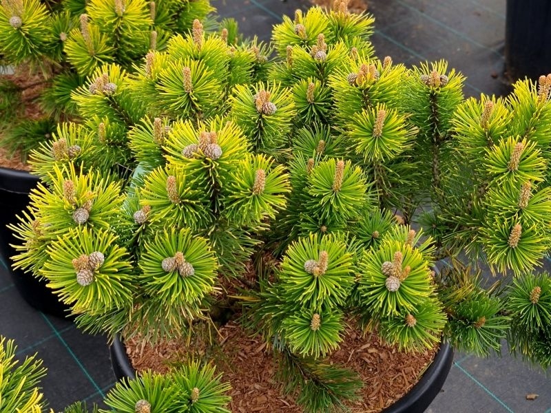 Bergden 'Winter Gold', Pinus mugo 'Winter Gold' kopen