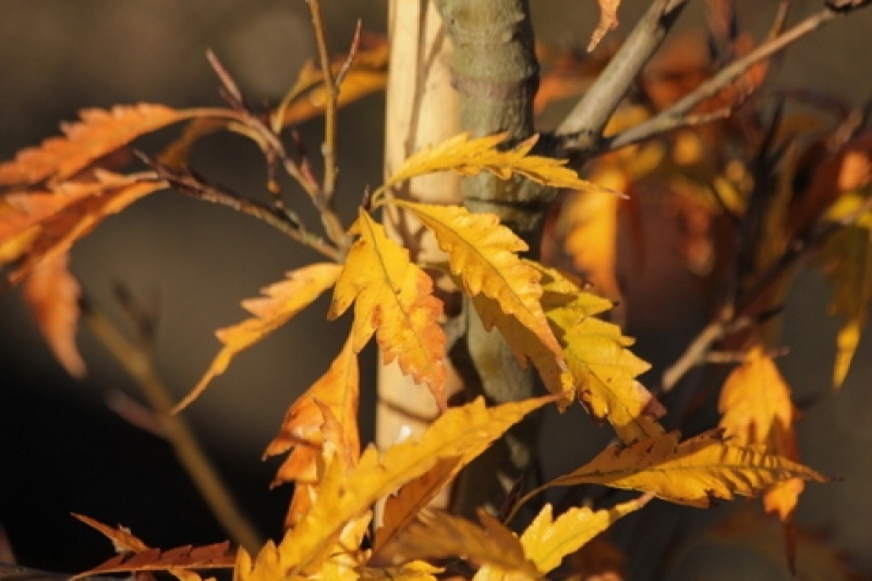 Varenbeuk 'Asplenifolia', Fagus sylvatica 'Asplenifolia' kopen