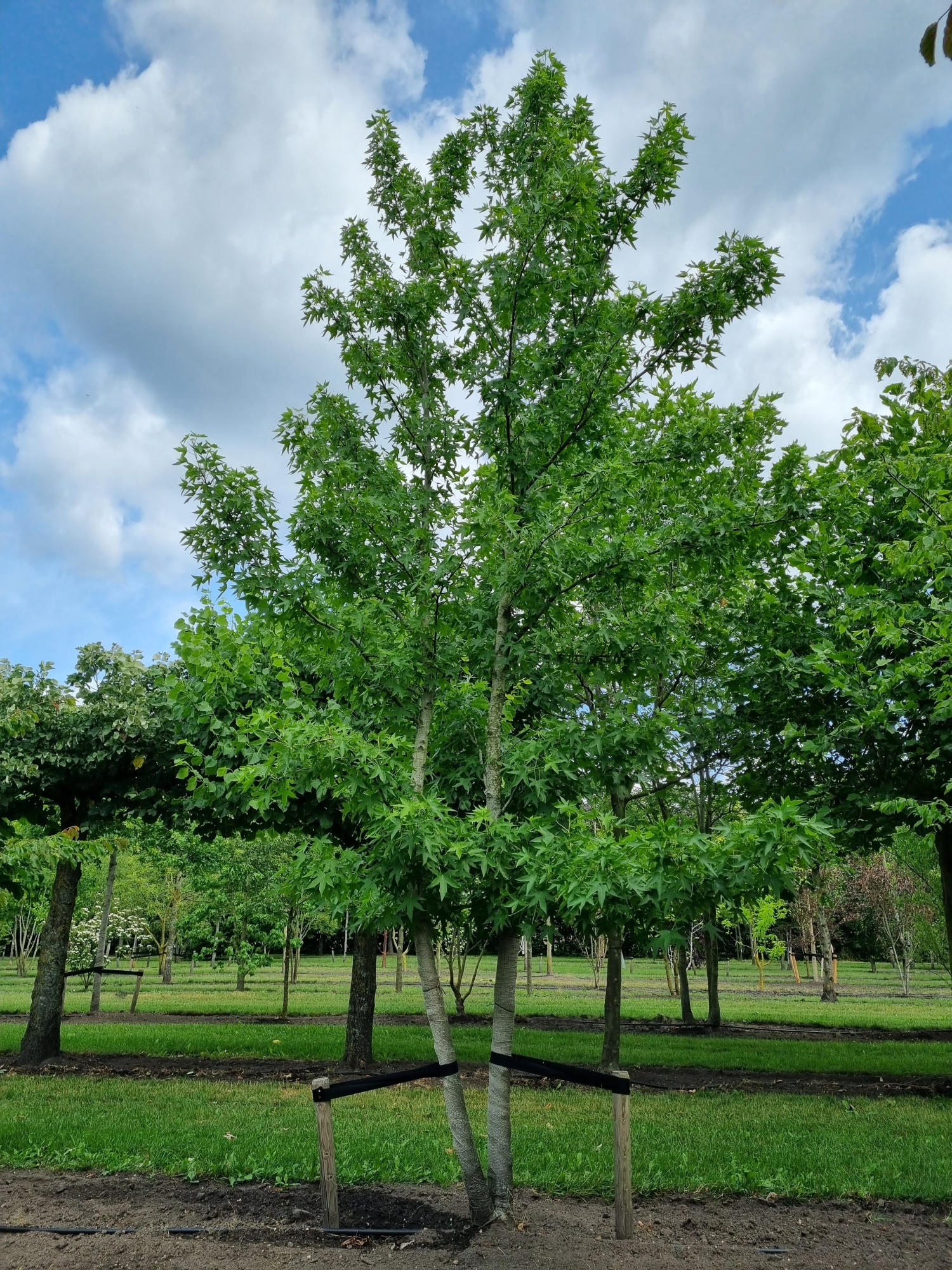 Amberboom 'Worplesdon', Liquidambar styraciflua 'Worplesdon' kopen