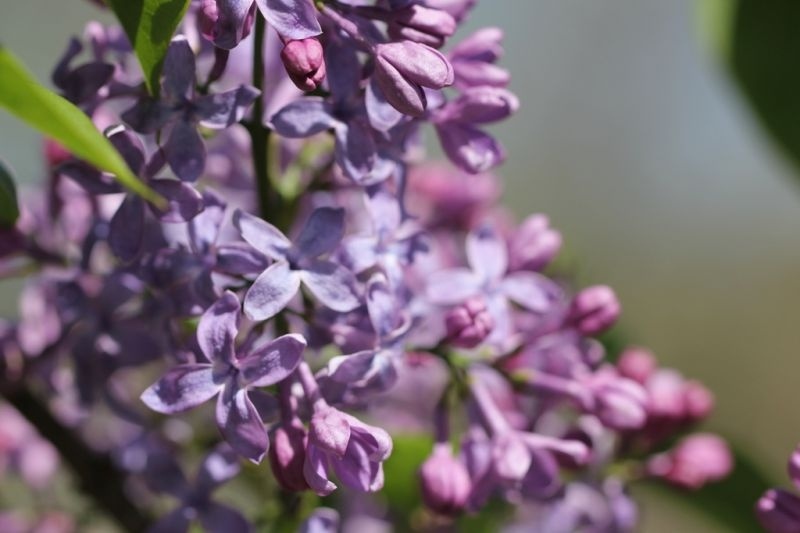 Sering 'Lavender Lady', Syringa hyacinthiflora 'Lavender Lady' kopen