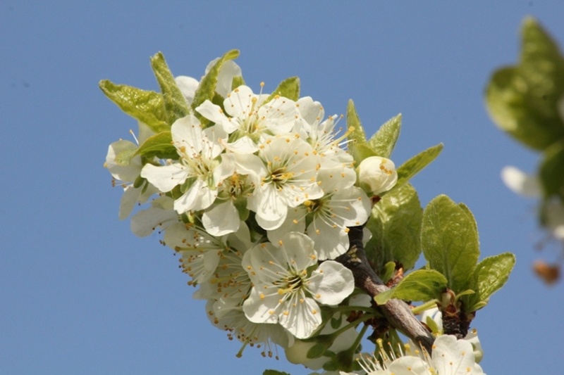 Pruim 'The Czar' , Prunus domestica 'The Czar' kopen