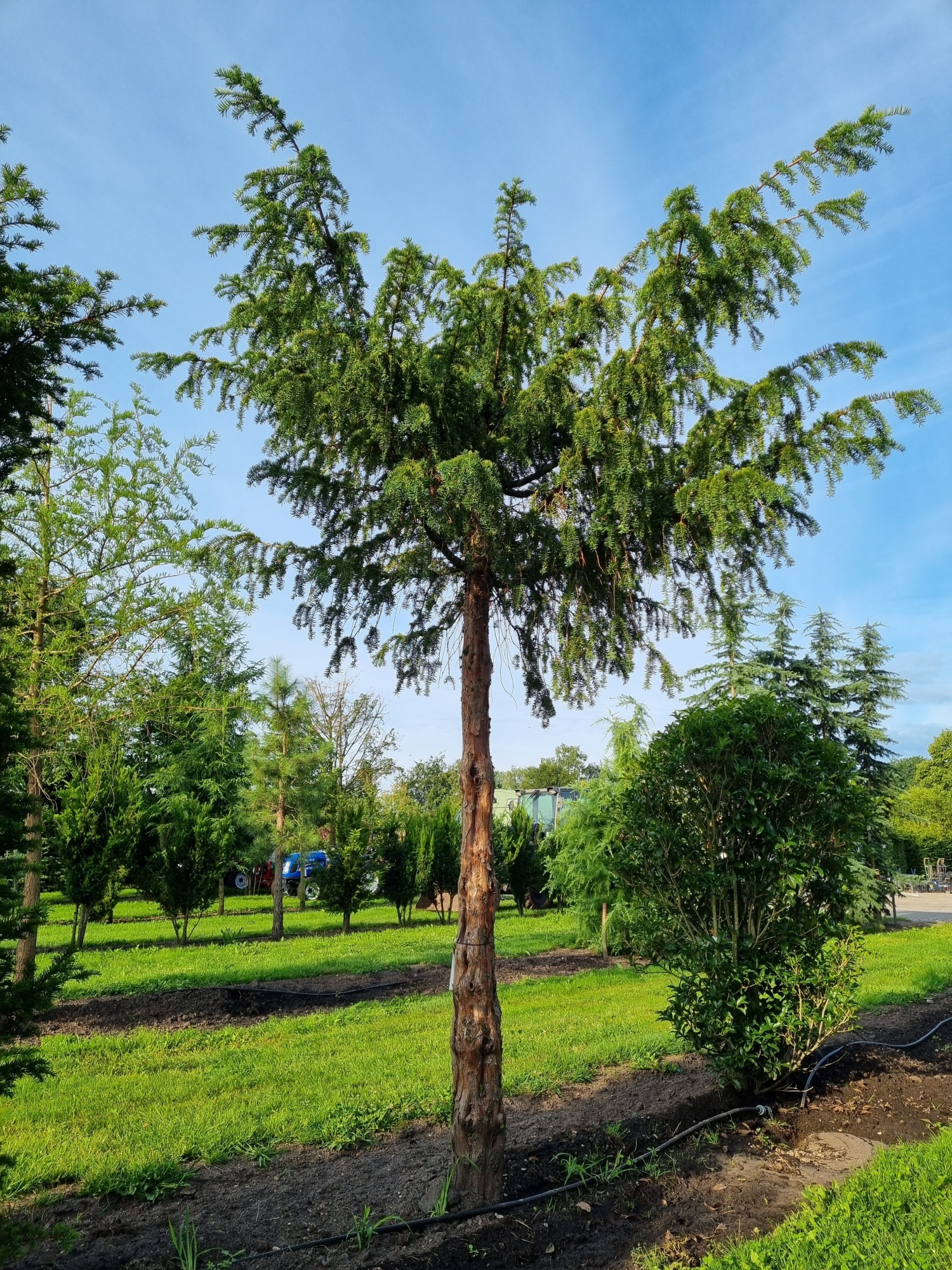 972 Groenblijvende taxus met afhangende takken