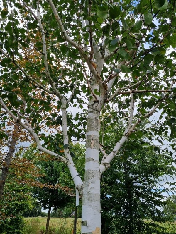 Himalayaberk, Betula utilis 'Doorenbos' kopen