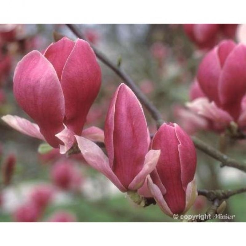 Magnolia 'Rustica Rubra', Magnolia soulangeana 'Rustica Rubra' kopen