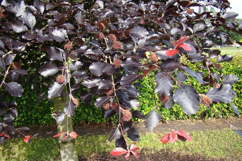 Rode Beuk 'Riversii', Fagus sylvatica 'Riversii' kopen