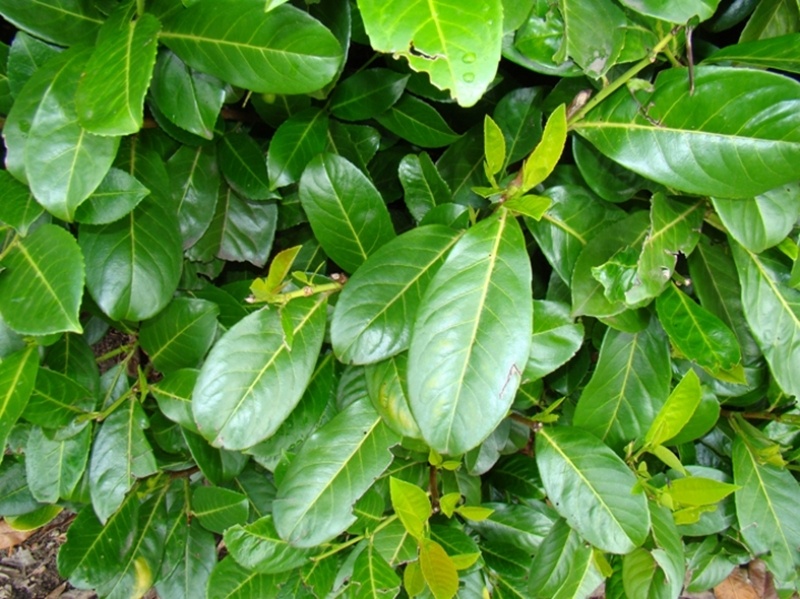 Laurierkers 'Rotundifolia' , Prunus laurocerasus 'Rotundifolia' kopen