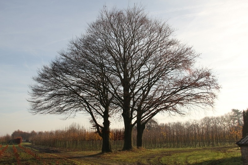 Bonte rode beuk, Fagus sylvatica 'Purpurea Tricolor' kopen