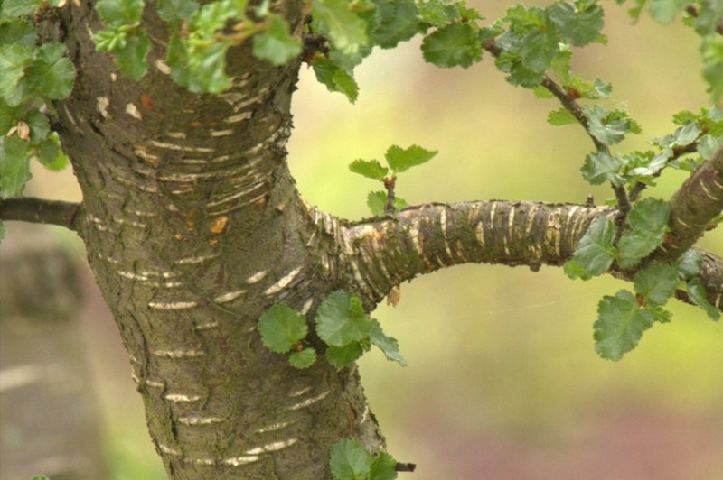 Schijnbeuk, Antarctische beuk, Zuidelijke beuk, Nothofagus antarctica kopen