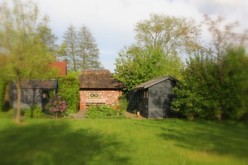 Gemengde hagen, kopen