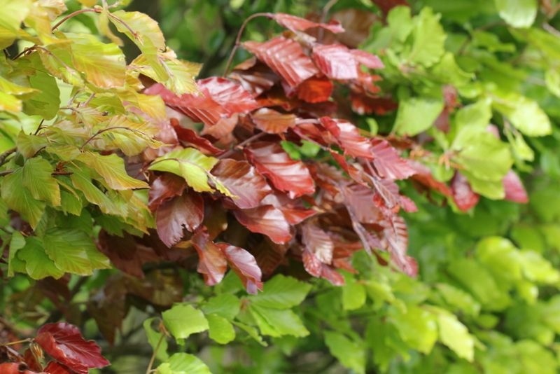 Gemengde hagen, kopen