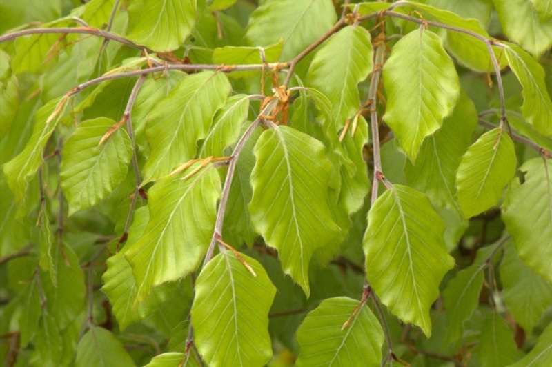 Gewone beuk, Fagus sylvatica kopen