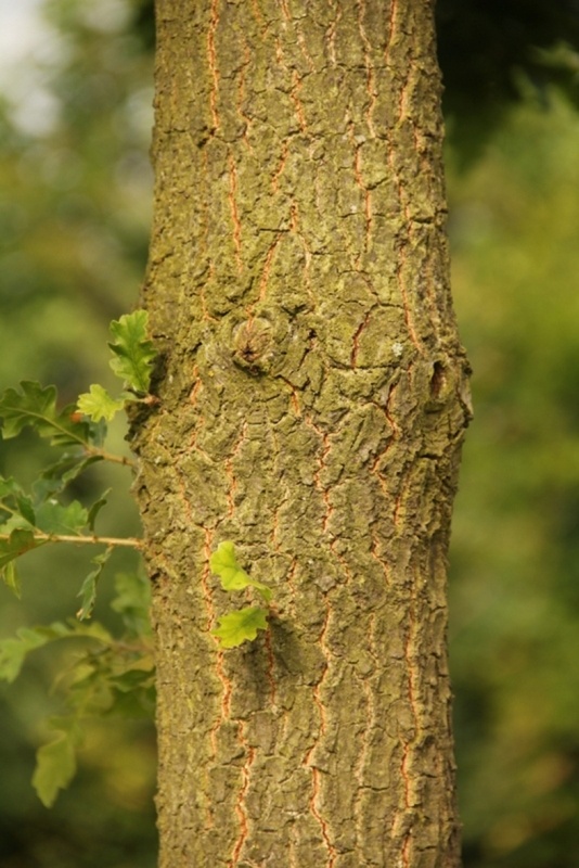 Hongaarse eik, Quercus frainetto kopen