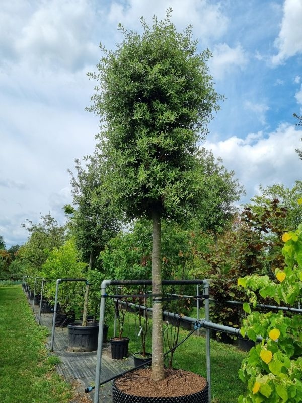 Steeneik, Quercus ilex kopen
