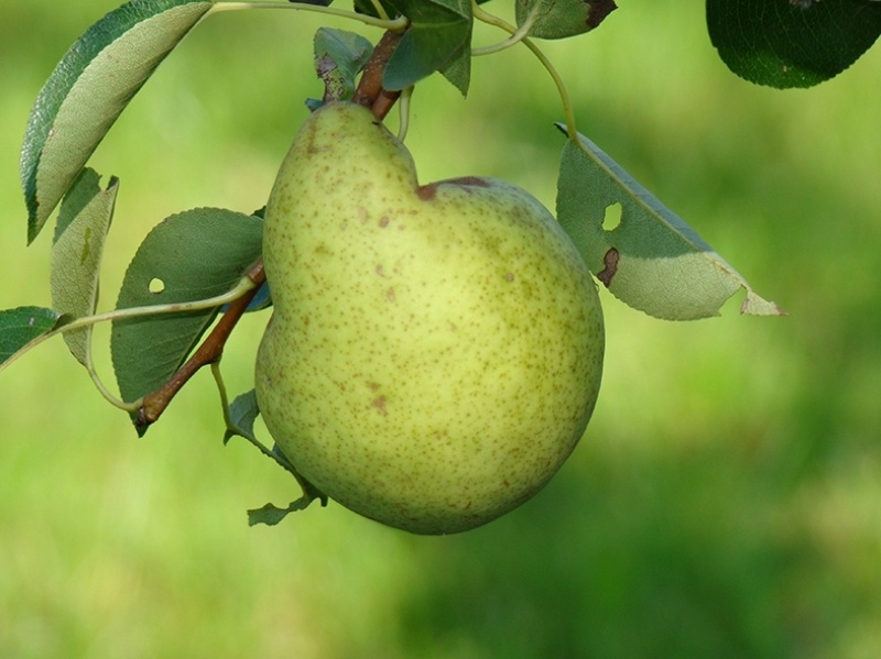 Handpeer 'Williams', Pyrus communis 'Williams' kopen
