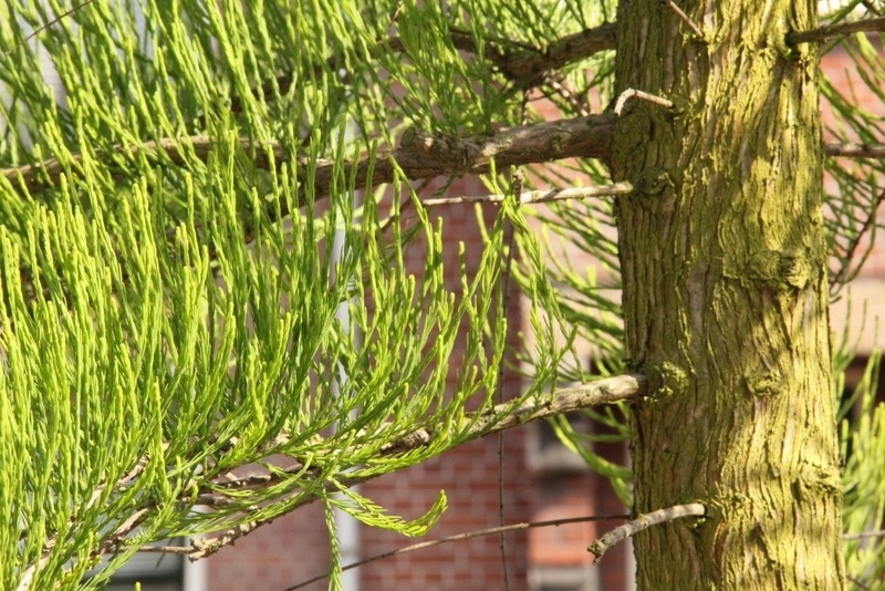 Moerascypres 'Nutans', Taxodium distichum 'Nutans' kopen