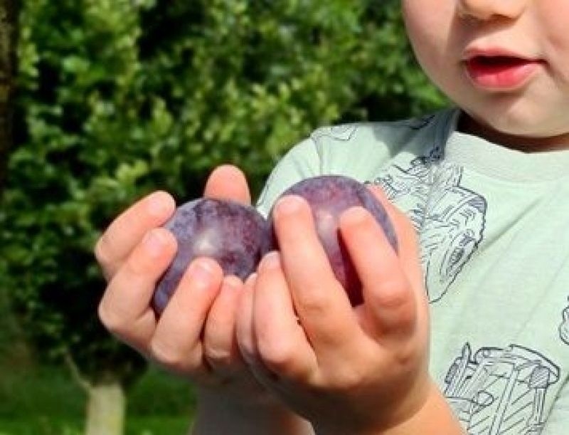 Pruim 'The Czar' , Prunus domestica 'The Czar' kopen