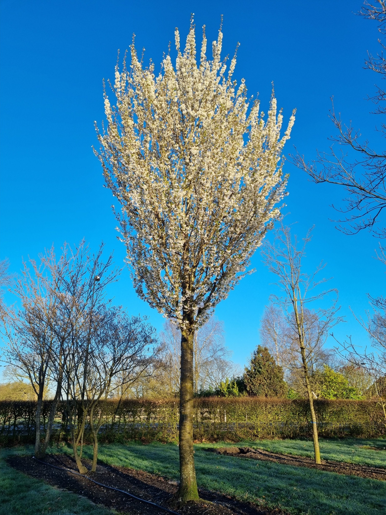 De prunus umineko is een prachtig wit bloeiende sierkers