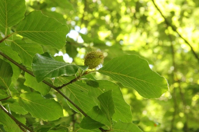 Gewone beuk, Fagus sylvatica kopen