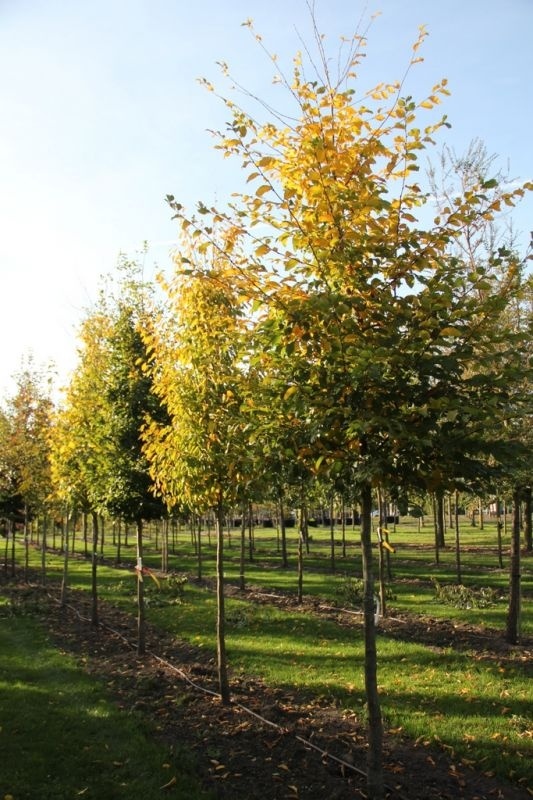 Haagbeuk, Carpinus betulus kopen