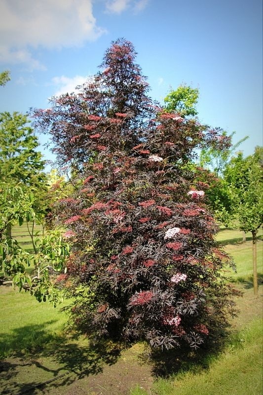 Gewone vlier 'Black Lace', Sambucus nigra 'Black Lace' kopen