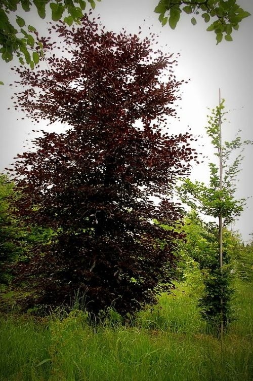 Rode Beuk 'Atropunicea' , Fagus sylvatica 'Atropunicea' kopen