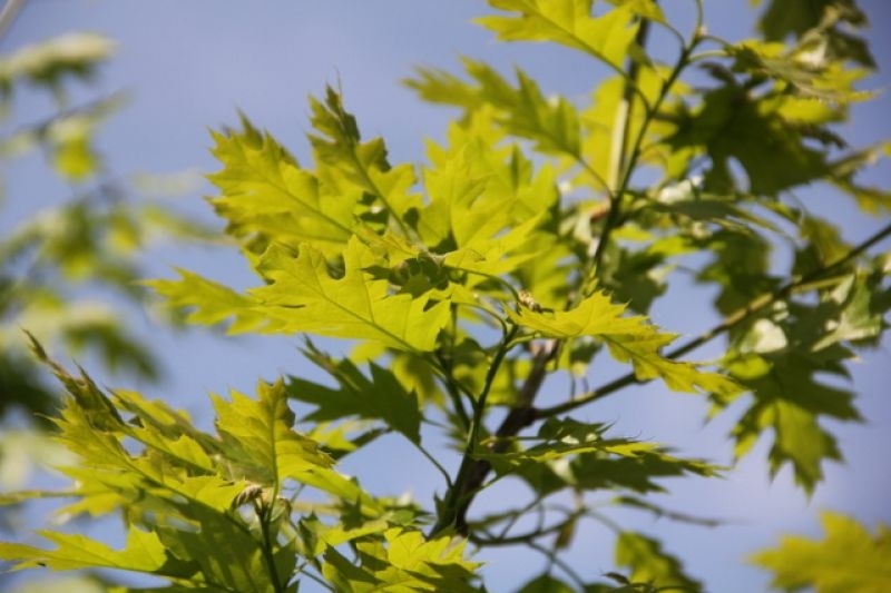 Moeraseik, Quercus palustris kopen