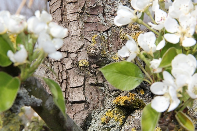 Peer ras onbekend, Pyrus communis cv kopen