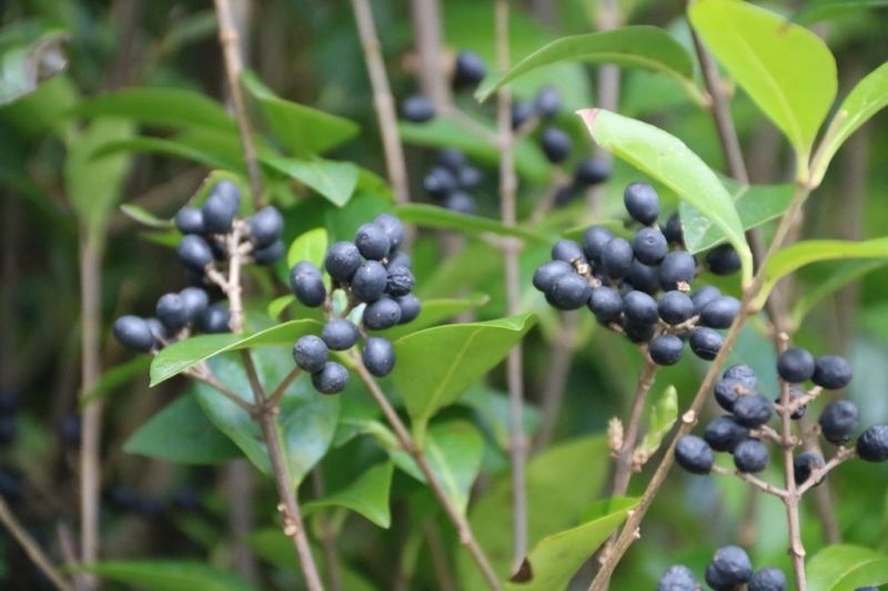 Haagliguster, Ligustrum ovalifolium kopen