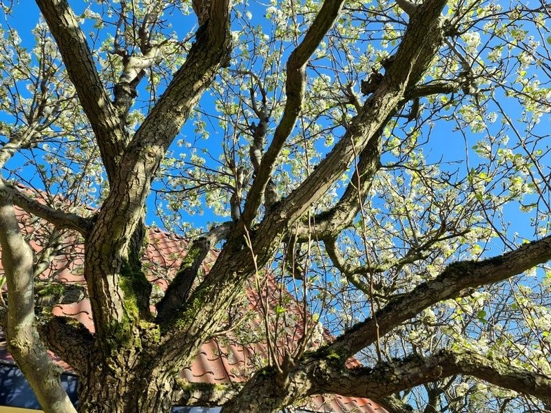 Sierpeer, Pyrus calleryana 'Chanticleer' kopen
