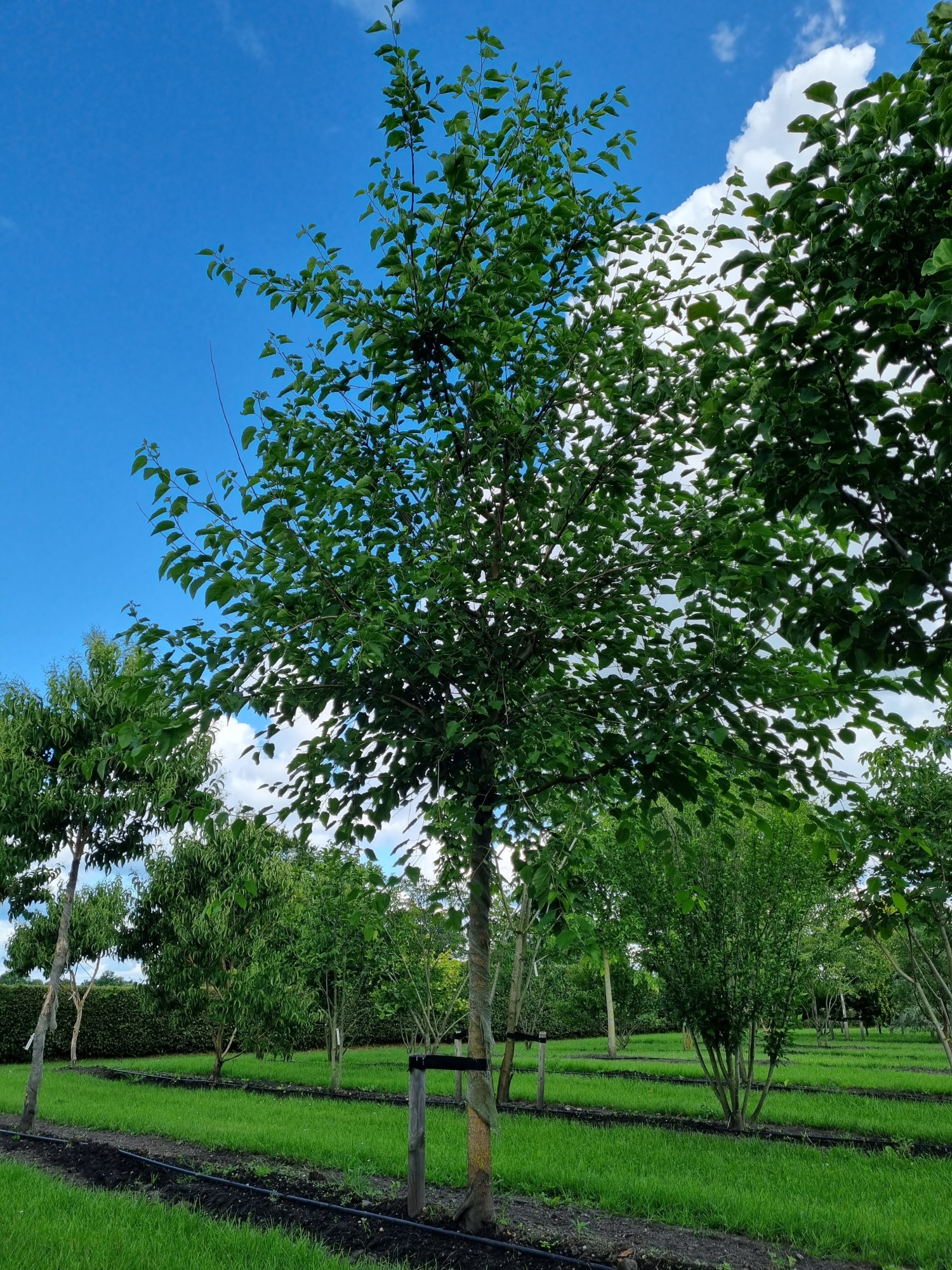 Zwarte moerbei kopen?